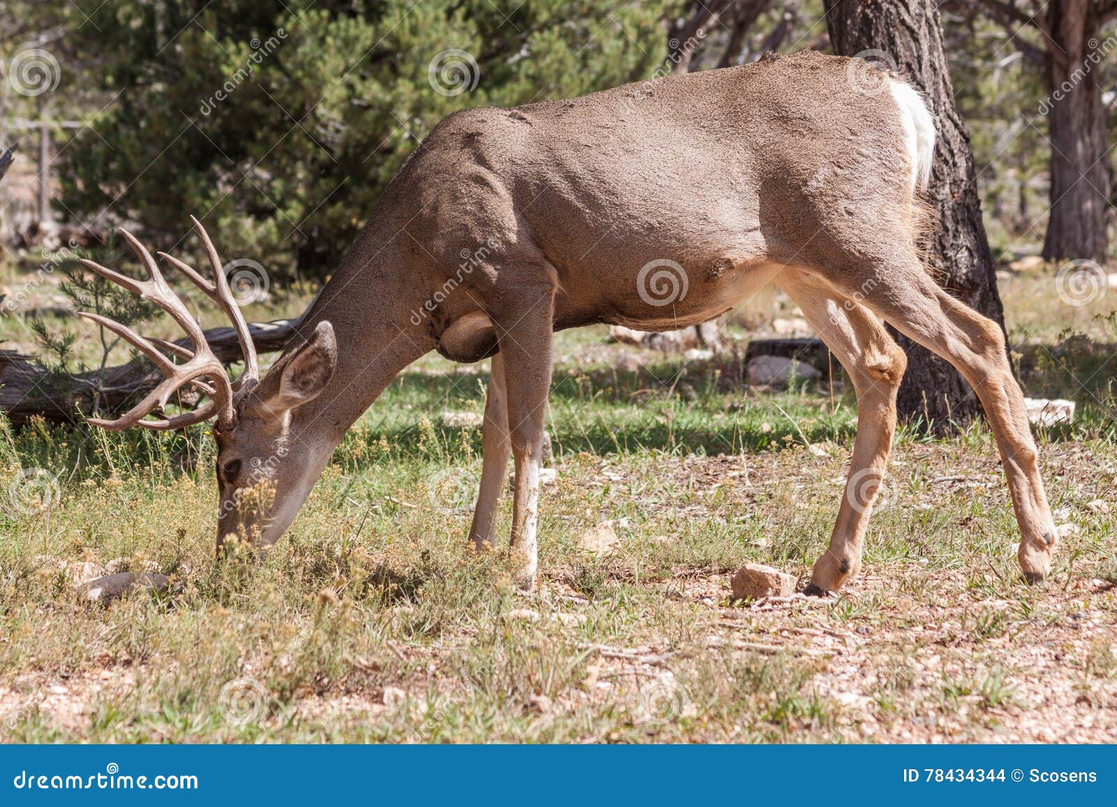 Mule Deer Buck Grazing stock photo. Image of mammal, buck - 78434344