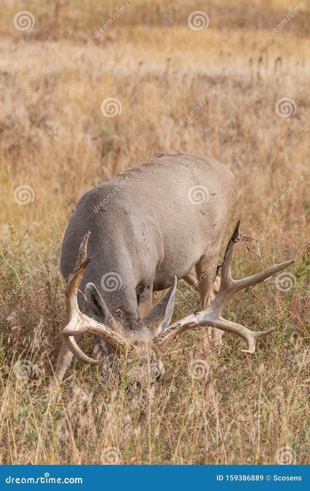 Mule Deer Buck Grazing in Colorado Stock Image - Image of outdoors ...