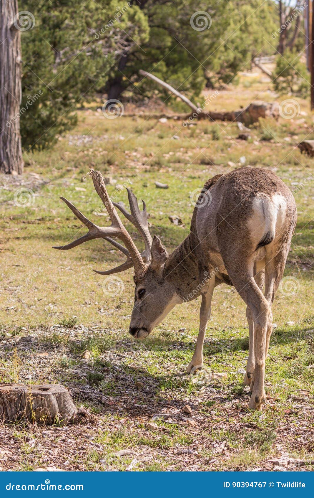 Mule Deer Buck Grazing stock image. Image of arizona - 90394767