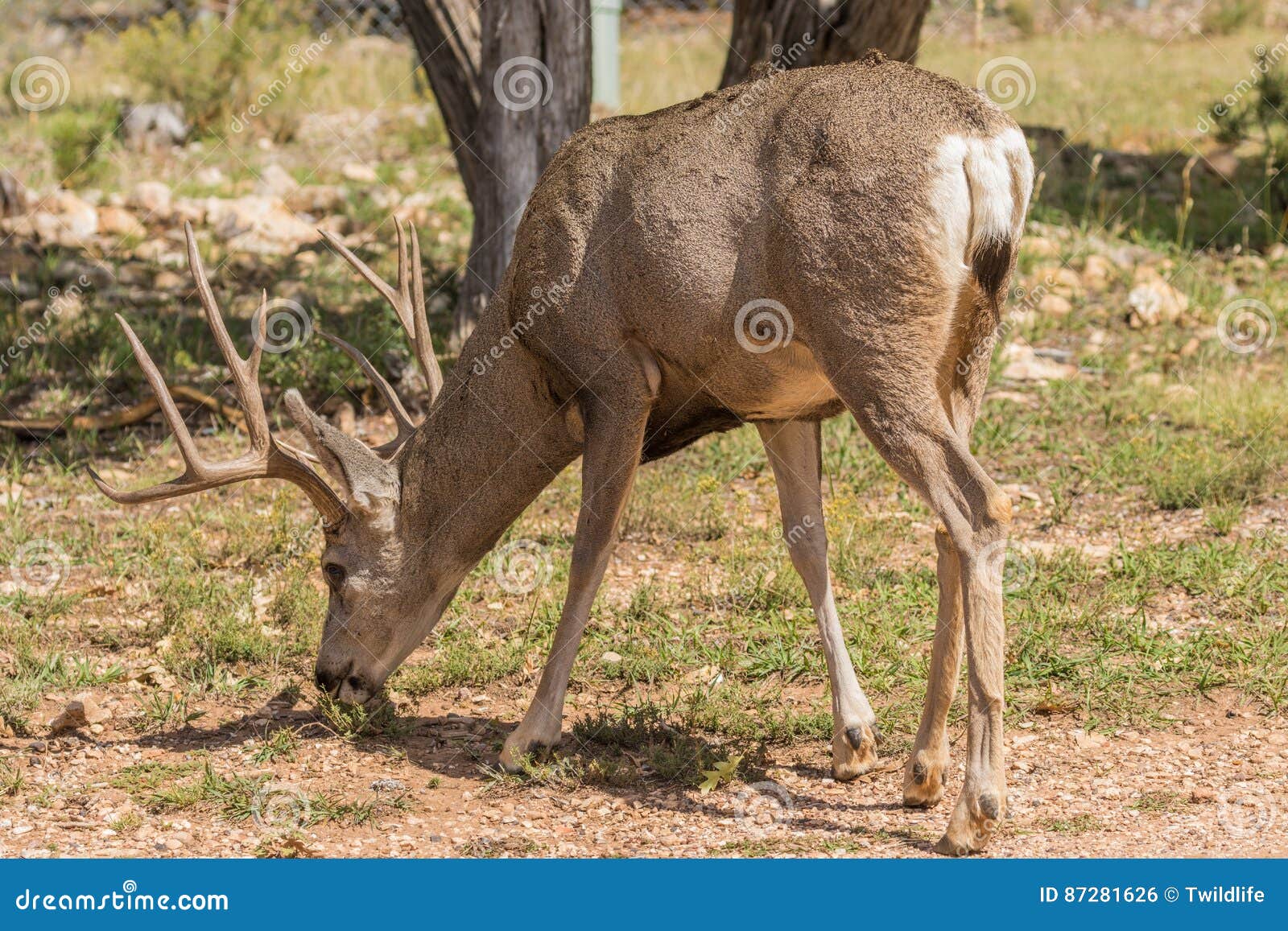 Mule Deer Buck Grazing in the Forest Stock Photo - Image of wildlife ...