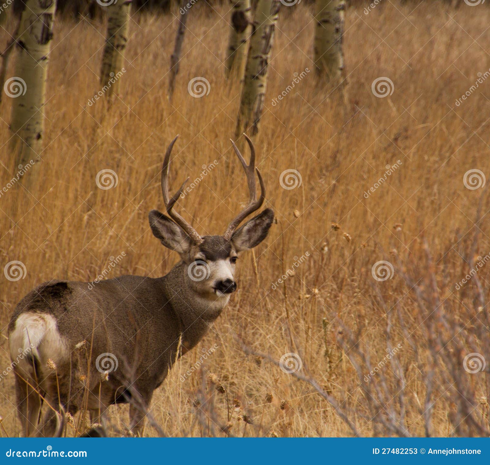 Mule Deer Buck with Large Antler Rack Stock Image - Image of antler ...