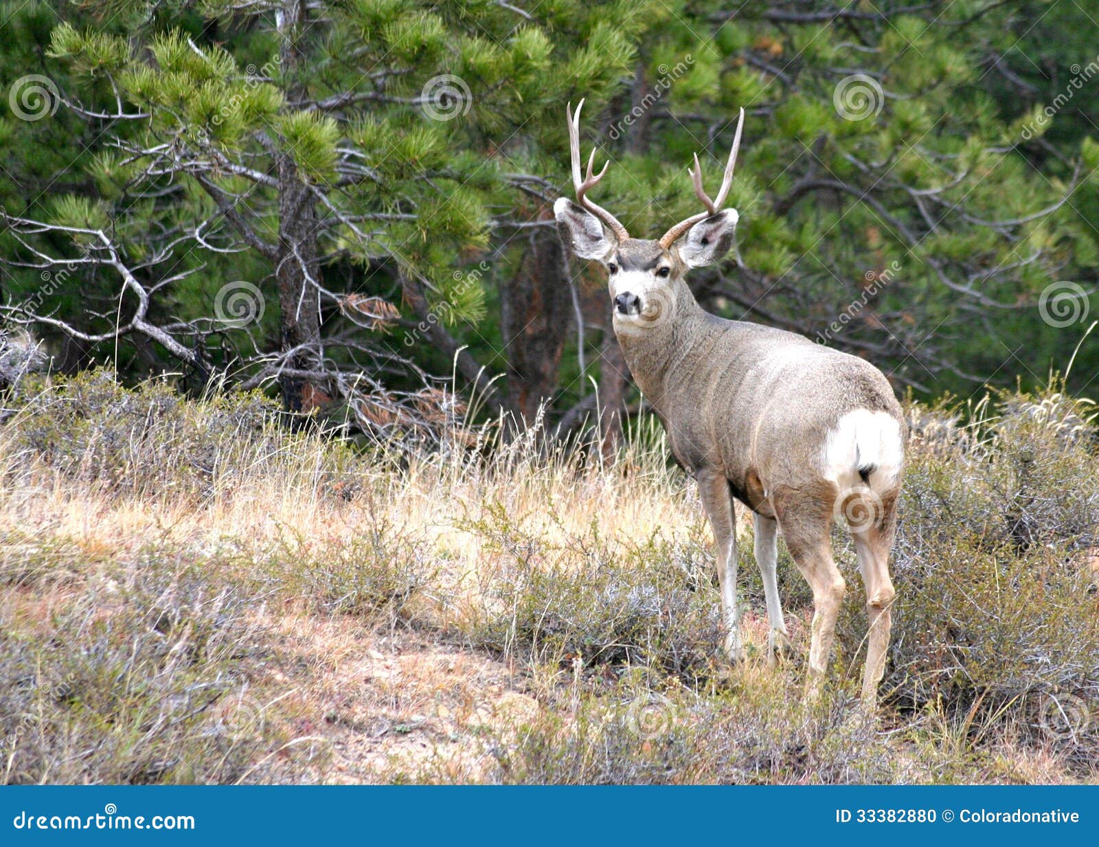 Mule Deer Droppings In A Pile Royalty-Free Stock Image | CartoonDealer ...
