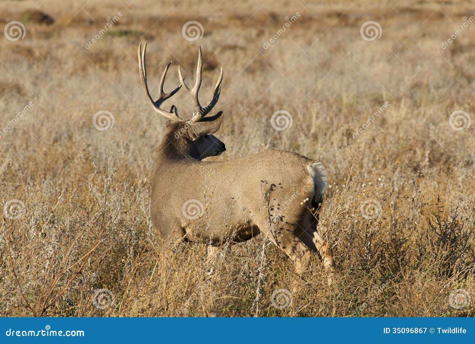 Mule Deer Buck Looking Back Stock Image - Image of wildlife, wild: 35096867