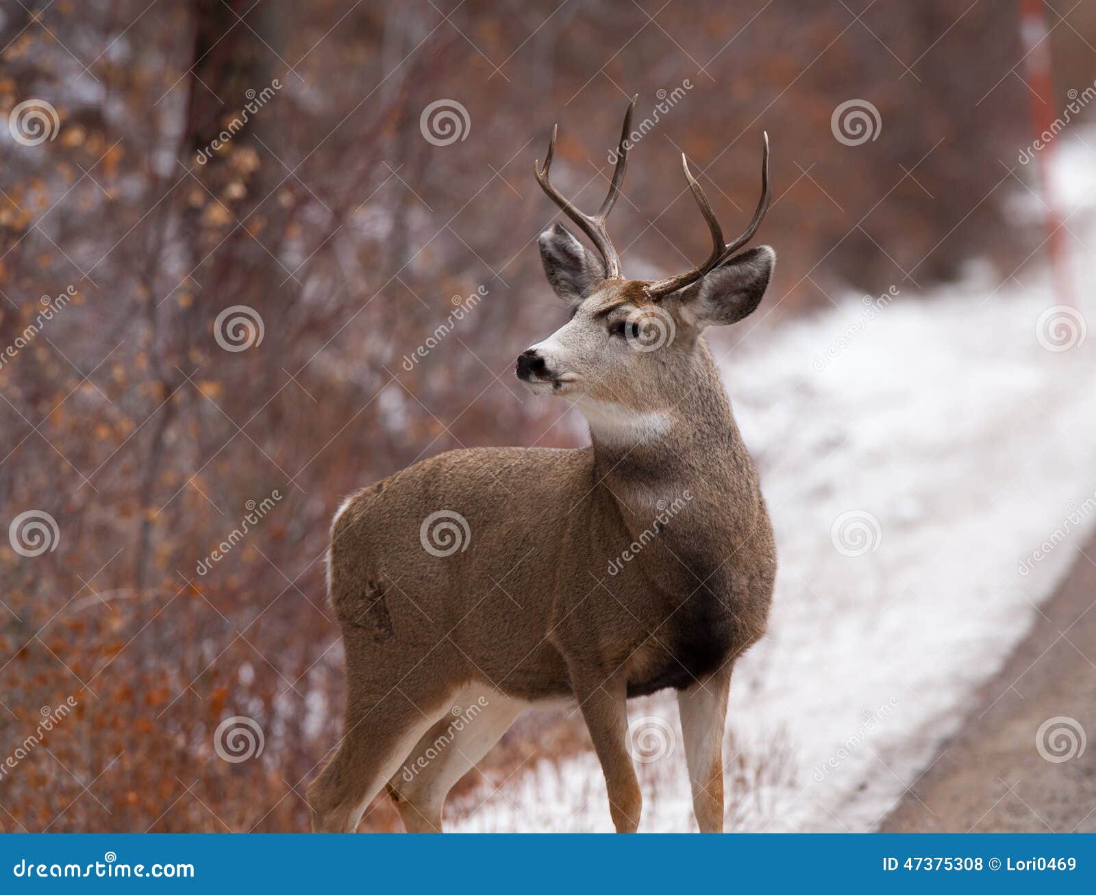 Mule Deer Buck Looking To Left Stock Photo - Image of grazing, left ...