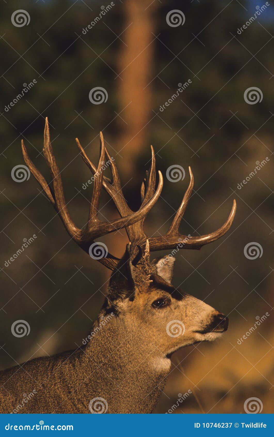 Mule Deer Buck Portrait stock image. Image of deer, buck - 10746237