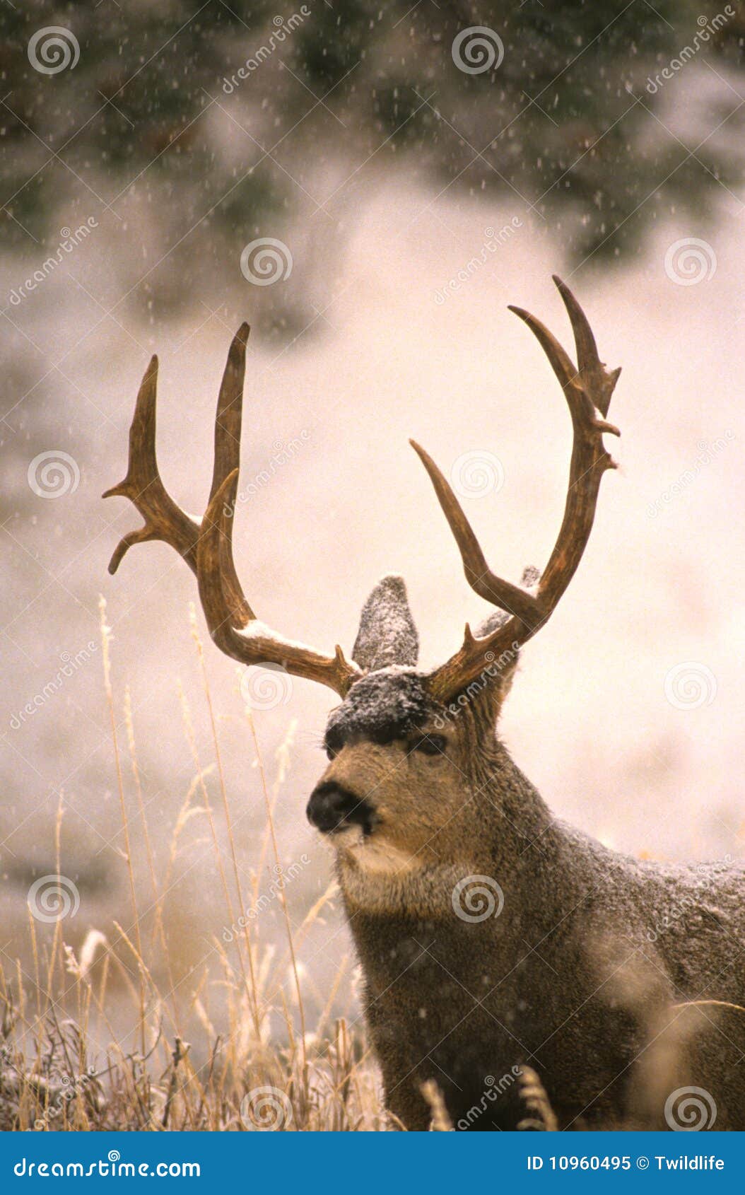 Mule Deer Buck Portrait stock image. Image of animal - 10960495