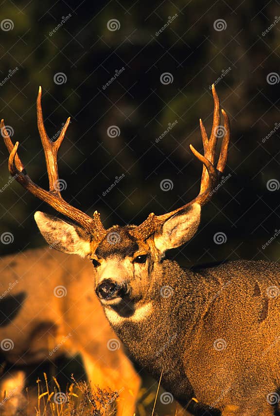 Mule Deer Buck Portrait stock image. Image of buck, nature - 12205405