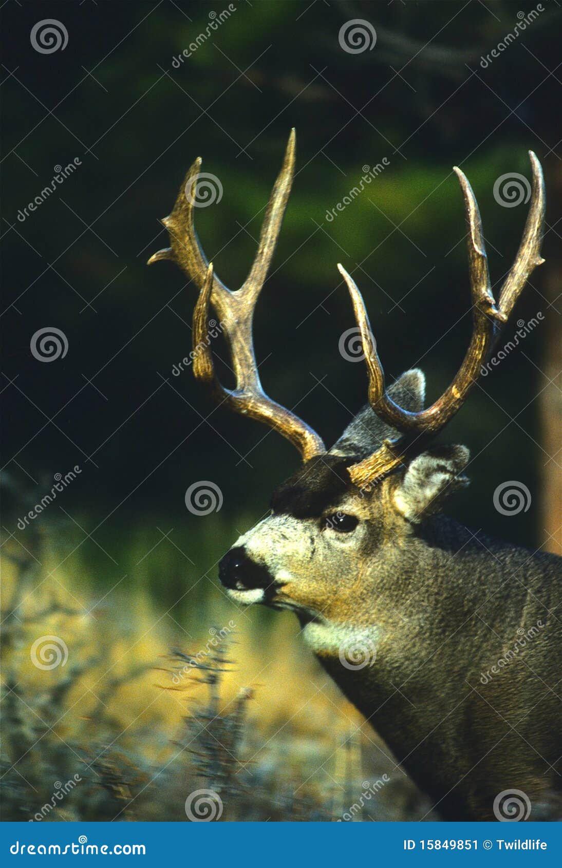 Mule Deer Buck Portrait stock image. Image of deer, antlers - 15849851