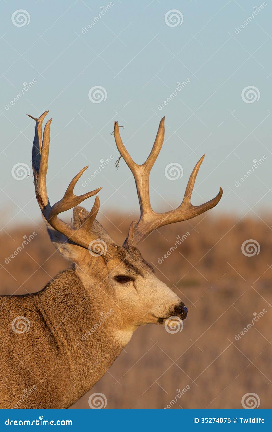 Mule Deer Buck Portrait stock photo. Image of hoofed - 35274076