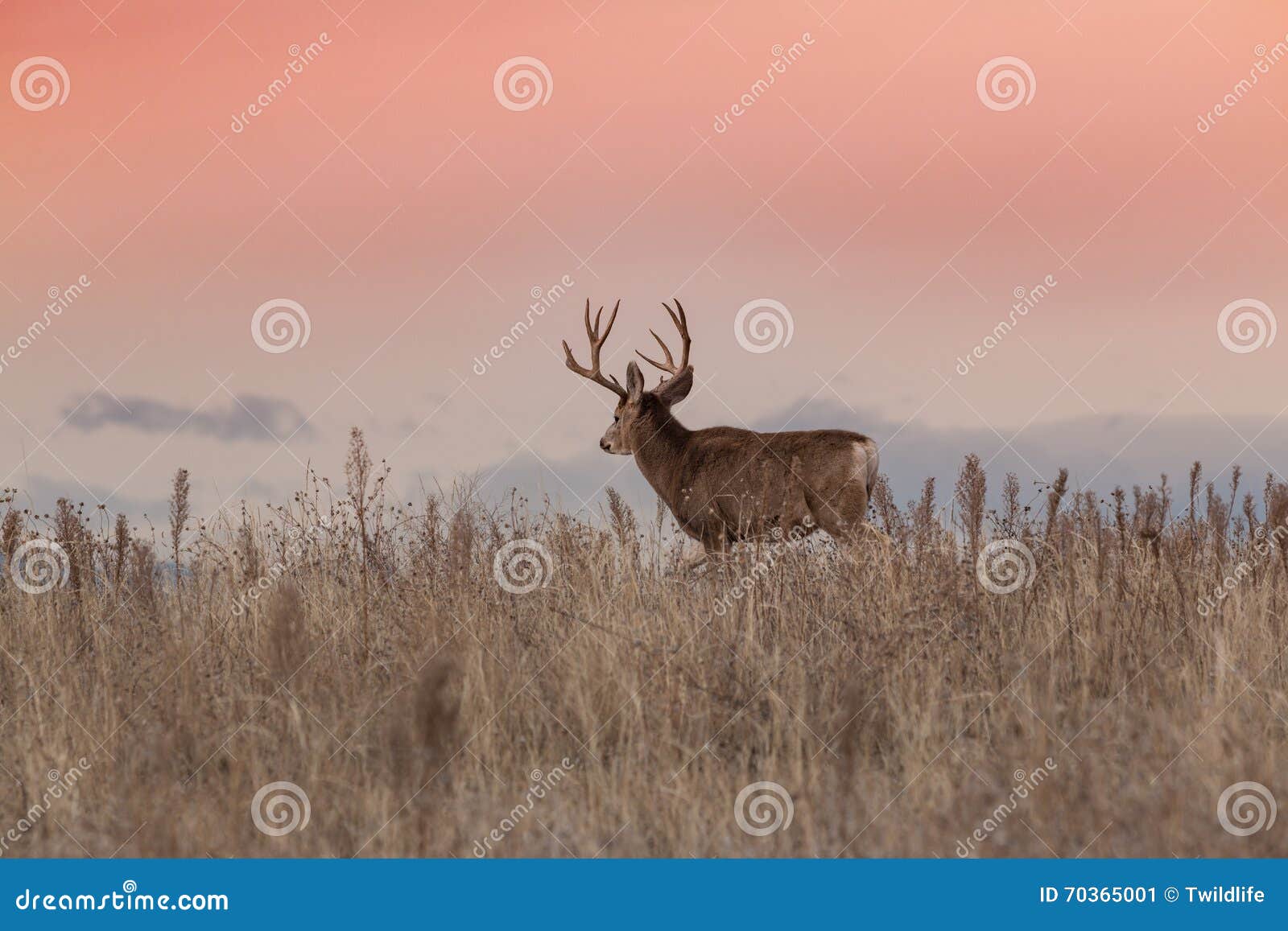 Mule Deer Buck on Ridge stock image. Image of muledeer - 70365001
