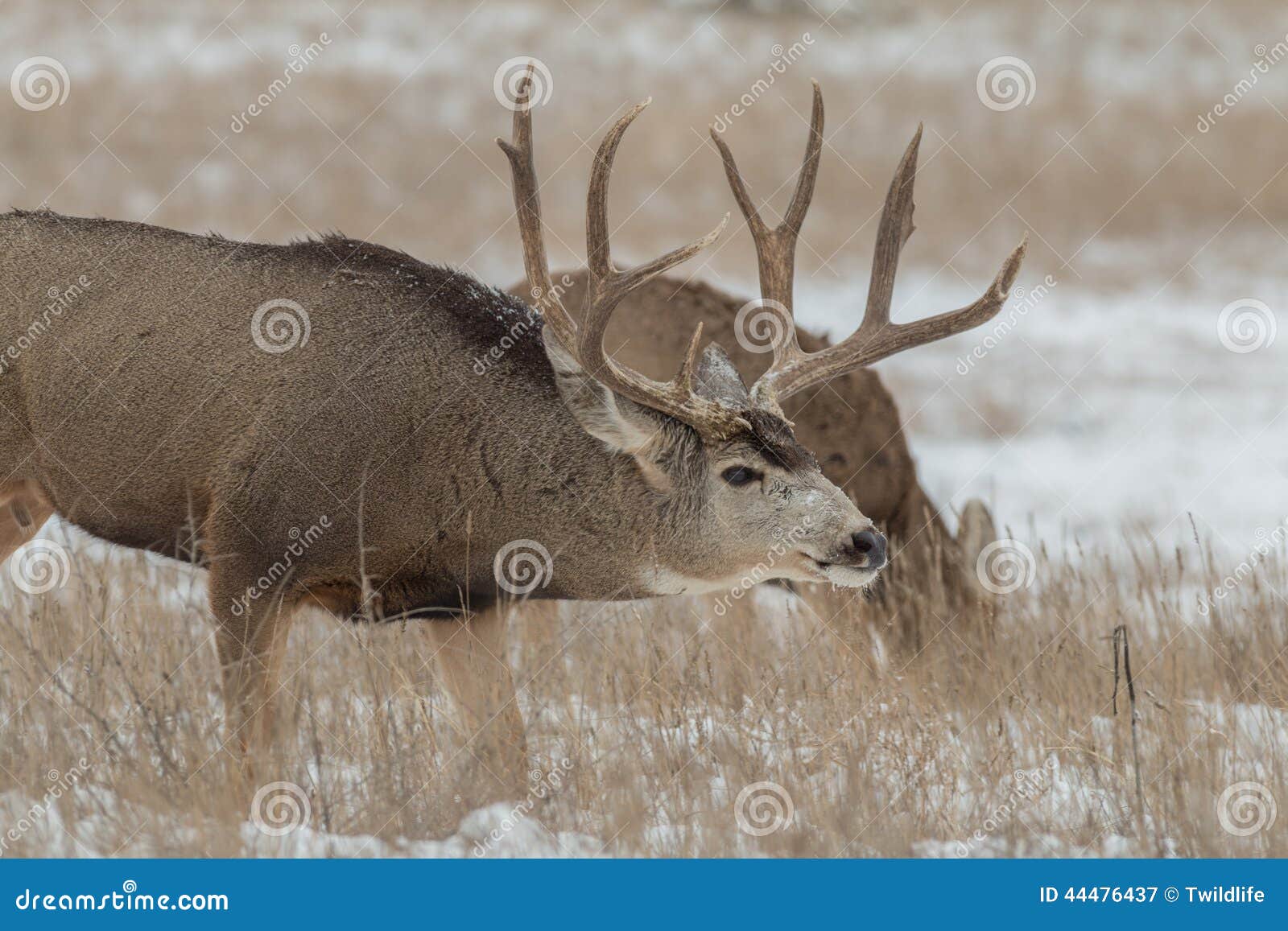 Mule Deer Buck in Rut stock image. Image of deer, male - 44476437