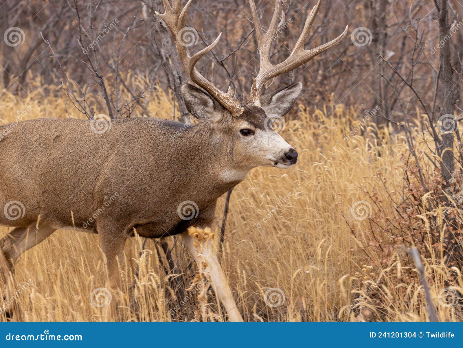 Mule Deer Buck in Fall stock photo. Image of autumn - 241201304