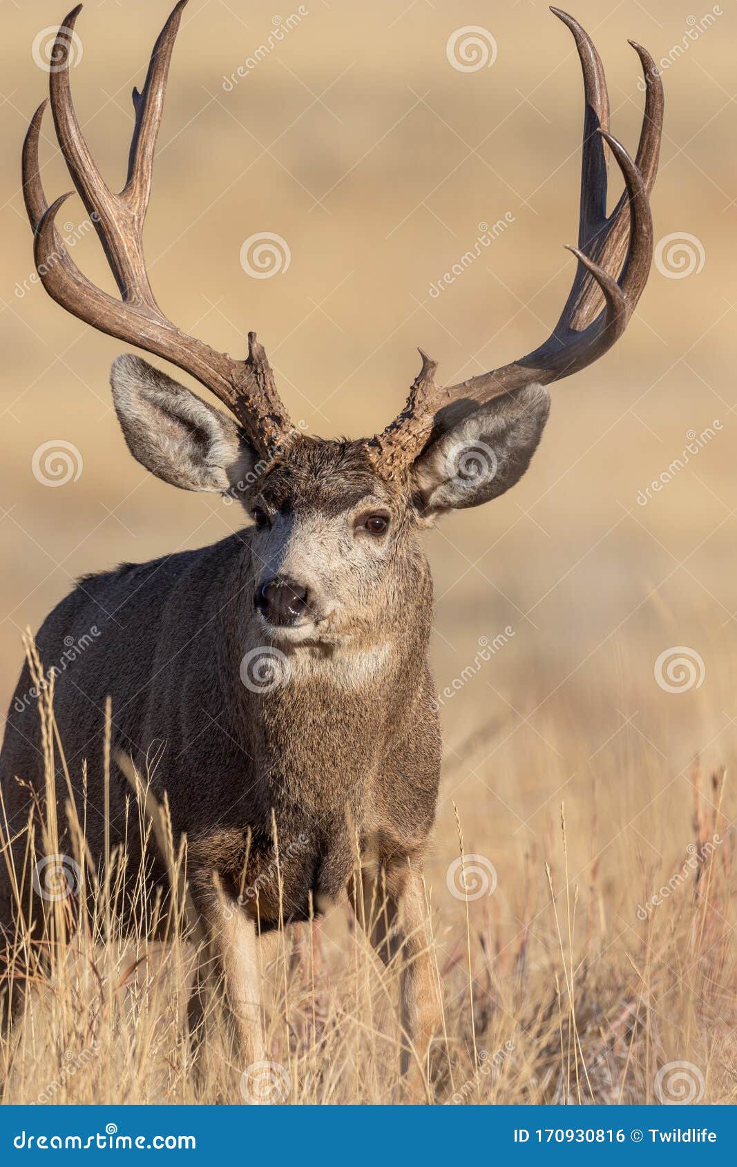 Mule Deer Buck in Rut in Fall Stock Photo - Image of wild, mule: 170930816