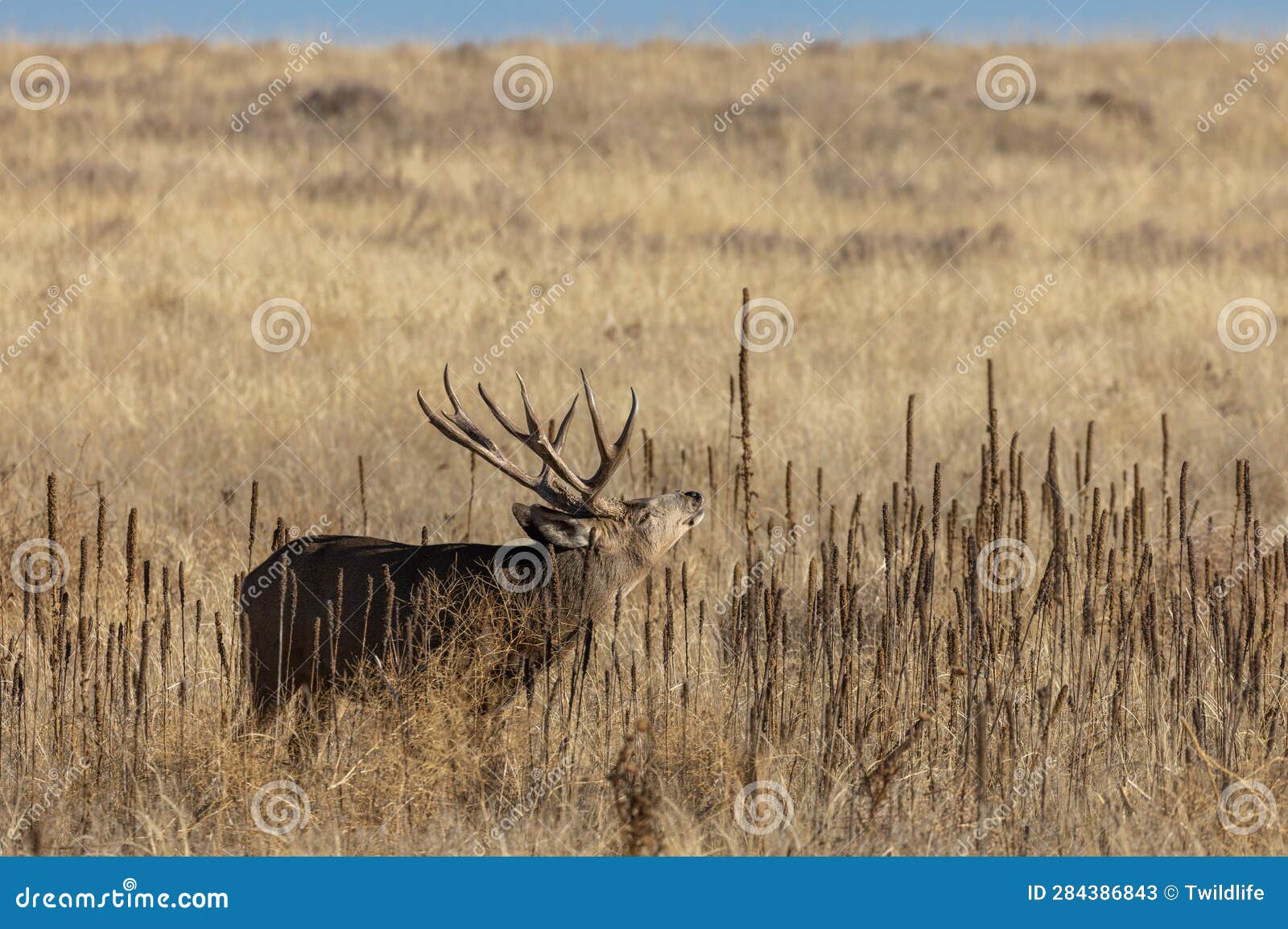 Mule Deer Buck Rutting in Colorado in Fall Stock Image - Image of ...