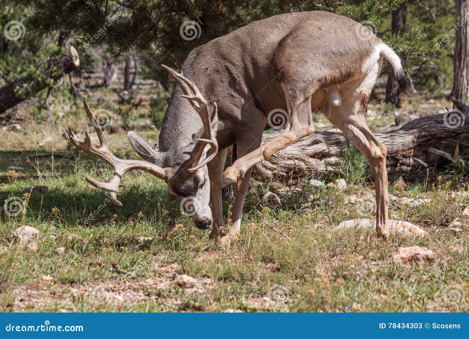Mule Deer Buck Scratching stock image. Image of animal - 78434303