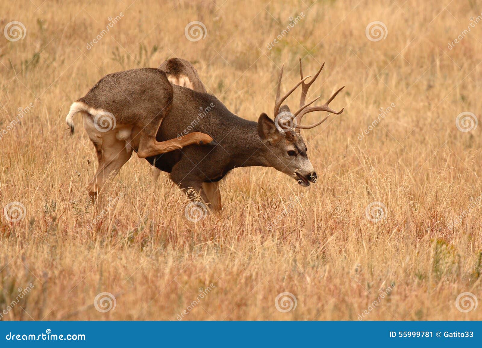 Mule Deer Buck Scratching Itch Stock Image - Image of scratching ...