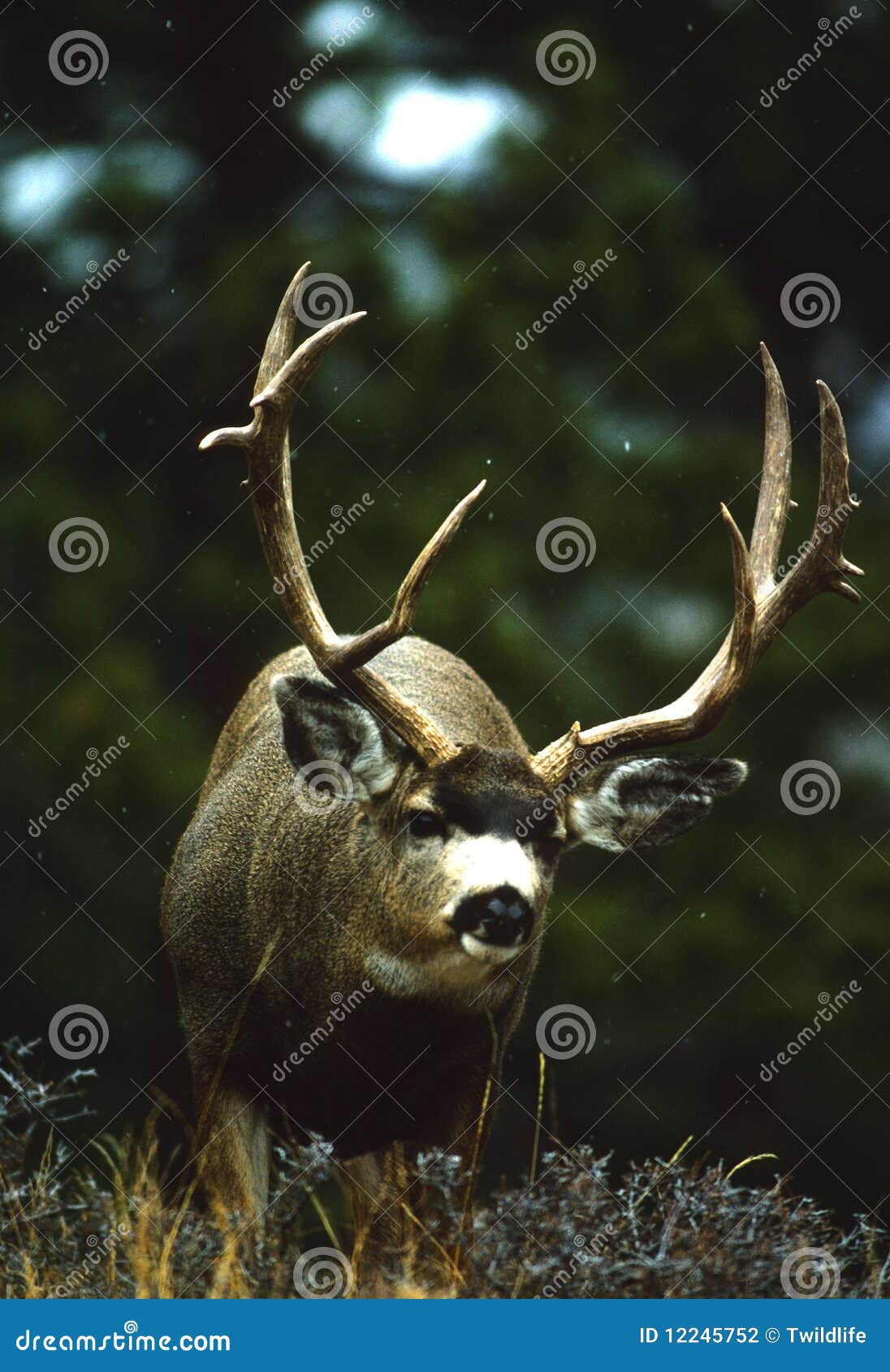 Mule Deer Buck Sneaking stock photo. Image of buck, nature - 12245752