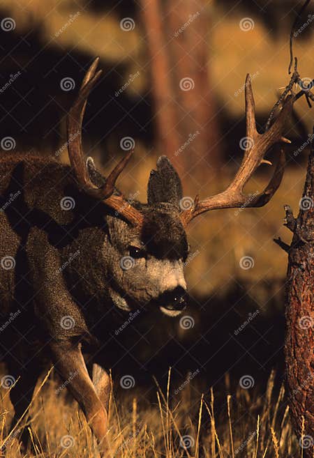Mule Deer Buck Sneaking stock image. Image of mule, hunt - 13174657