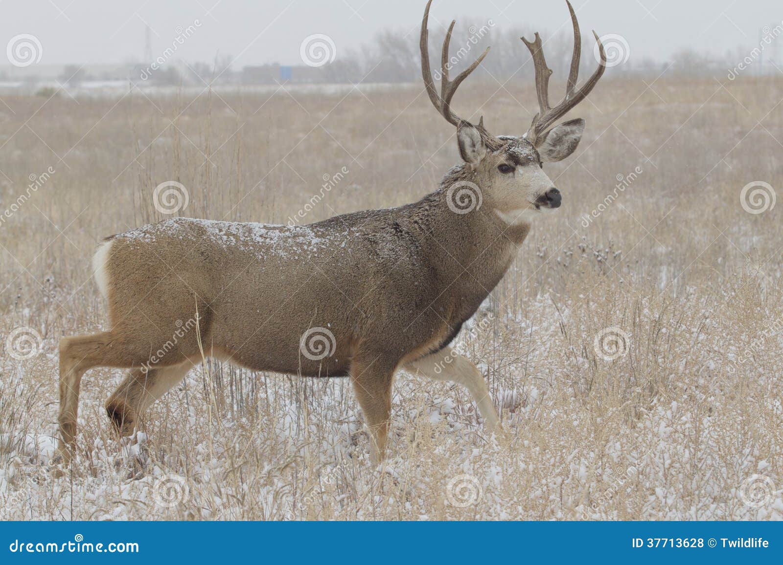 Mule Deer Buck Standing Broadside Stock Photo - Image of muledeer, snow ...