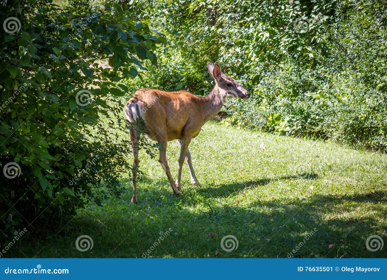 Mule Deer Buck Standing in the Bushes Under Sunlight Stock Image ...