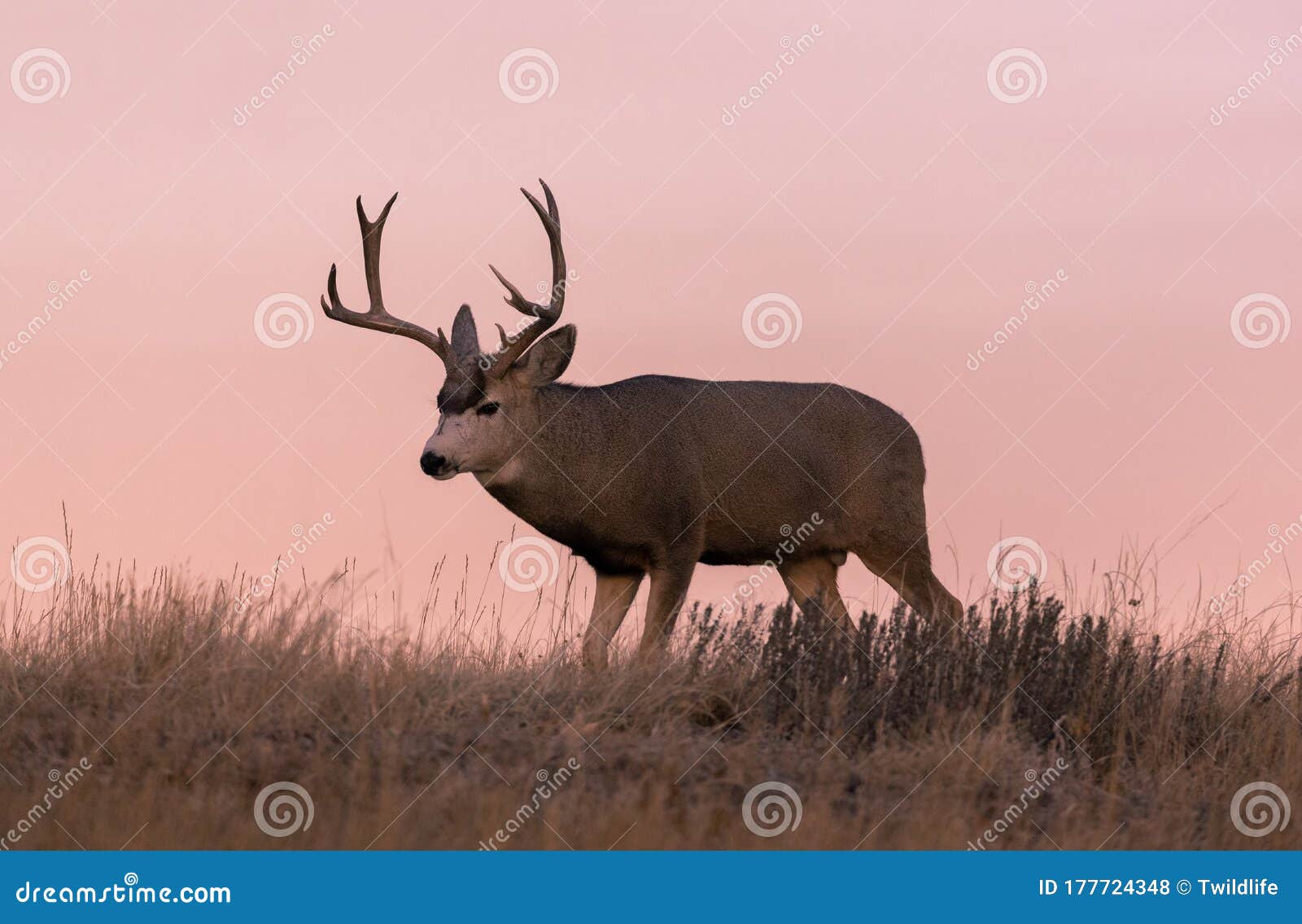Mule Deer Buck at Sunset in Fall Stock Photo - Image of mule, sunrise ...