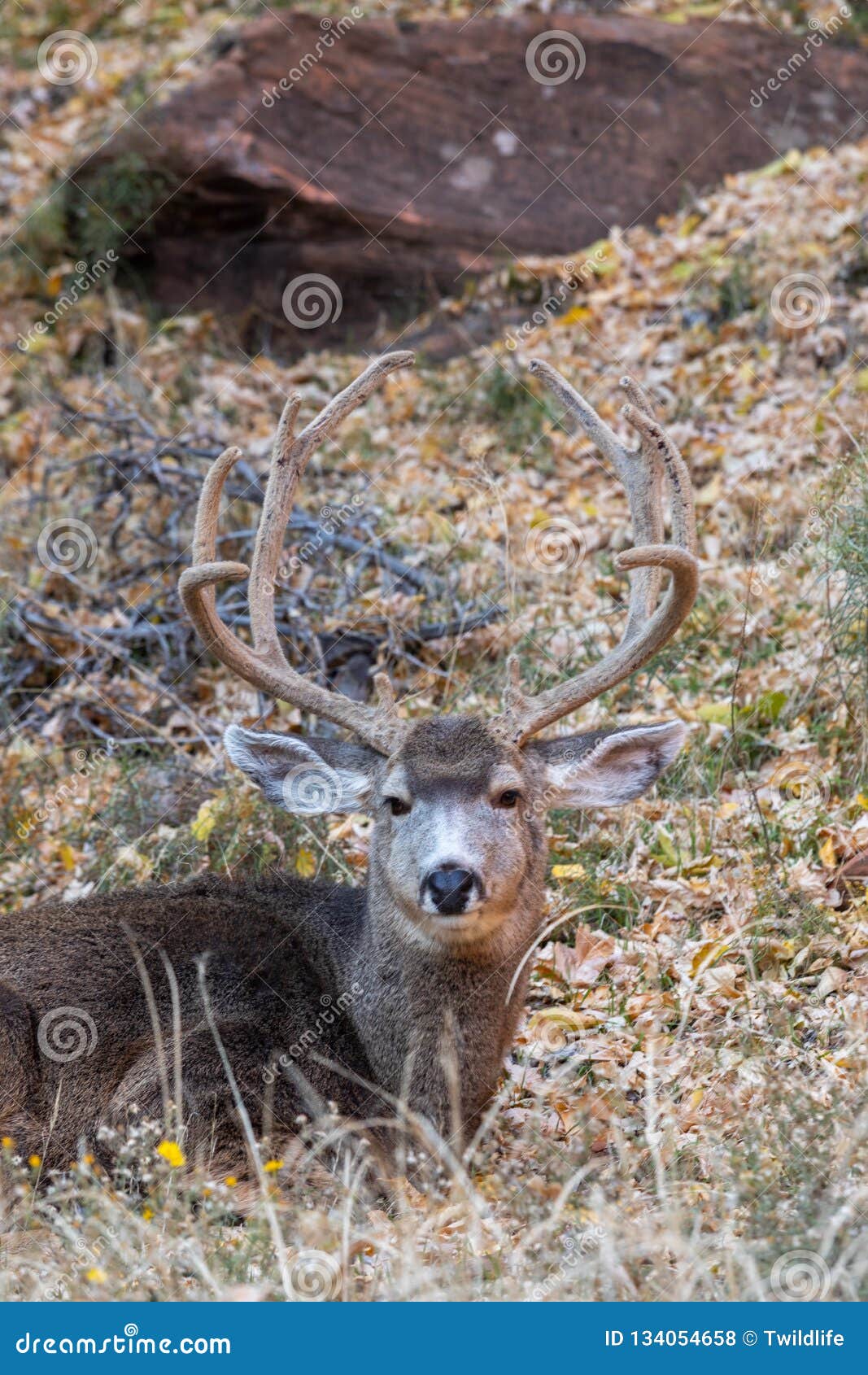 Mule Deer Buck in Velvet Bedded Stock Photo - Image of utah, wildlife ...