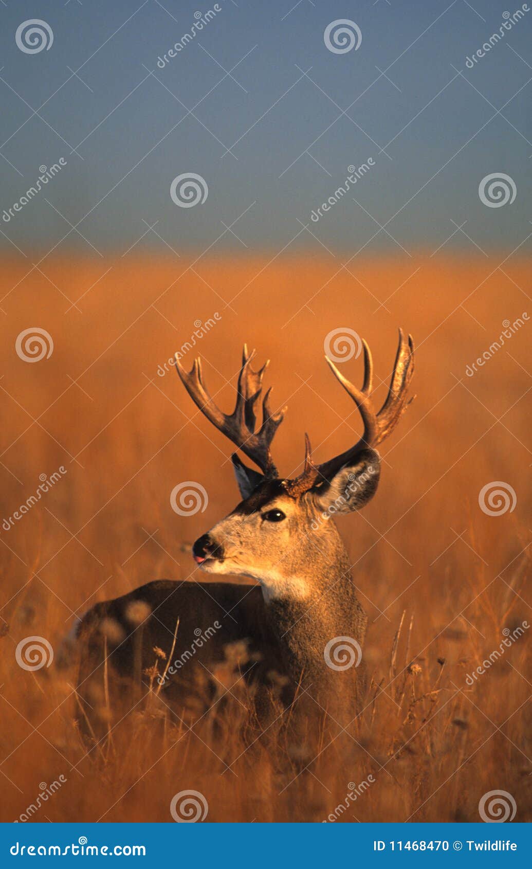 Mule Deer Buck in a Weed Field Stock Photo - Image of hunt, buck: 11468470