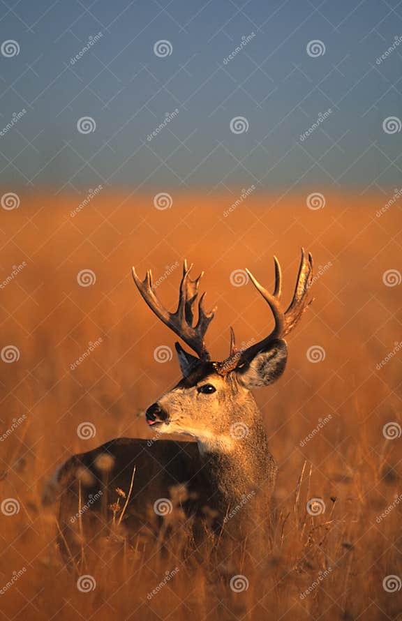 Mule Deer Buck in a Weed Field Stock Photo - Image of hunt, buck: 11468470