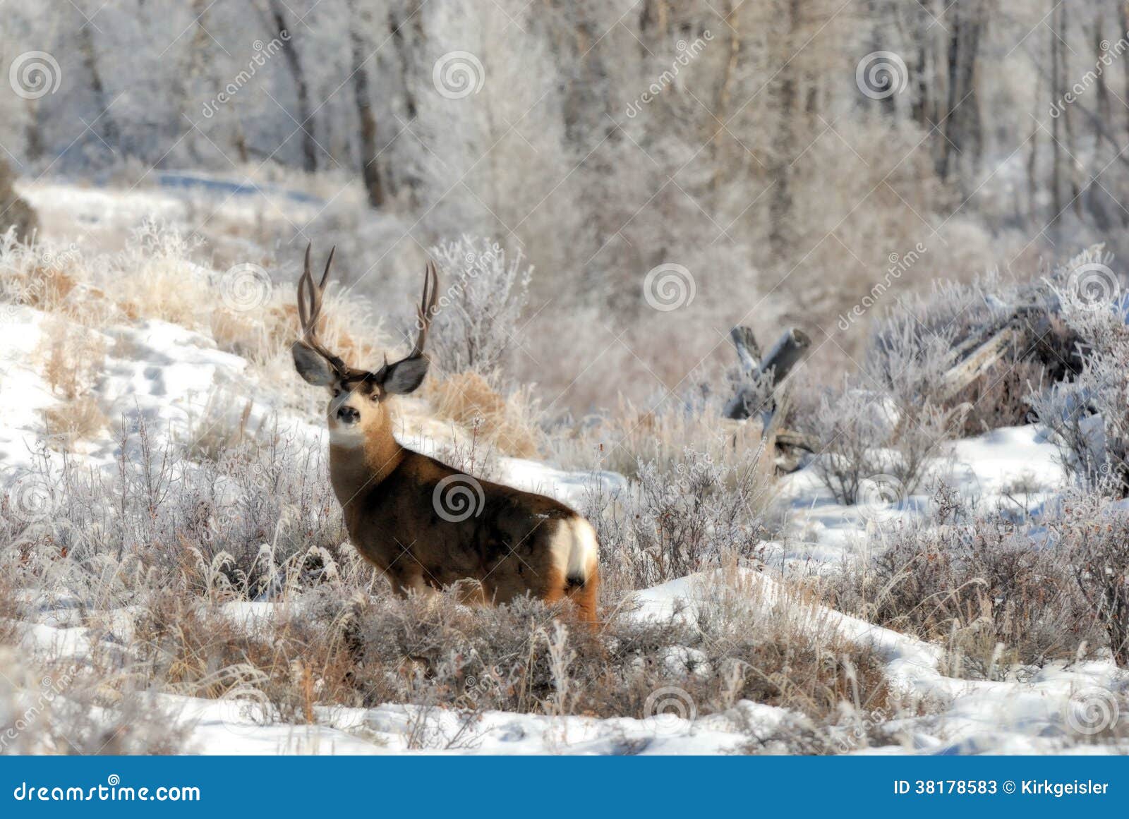 Mule Deer Buck in the Winter Stock Image - Image of recreation, deer ...