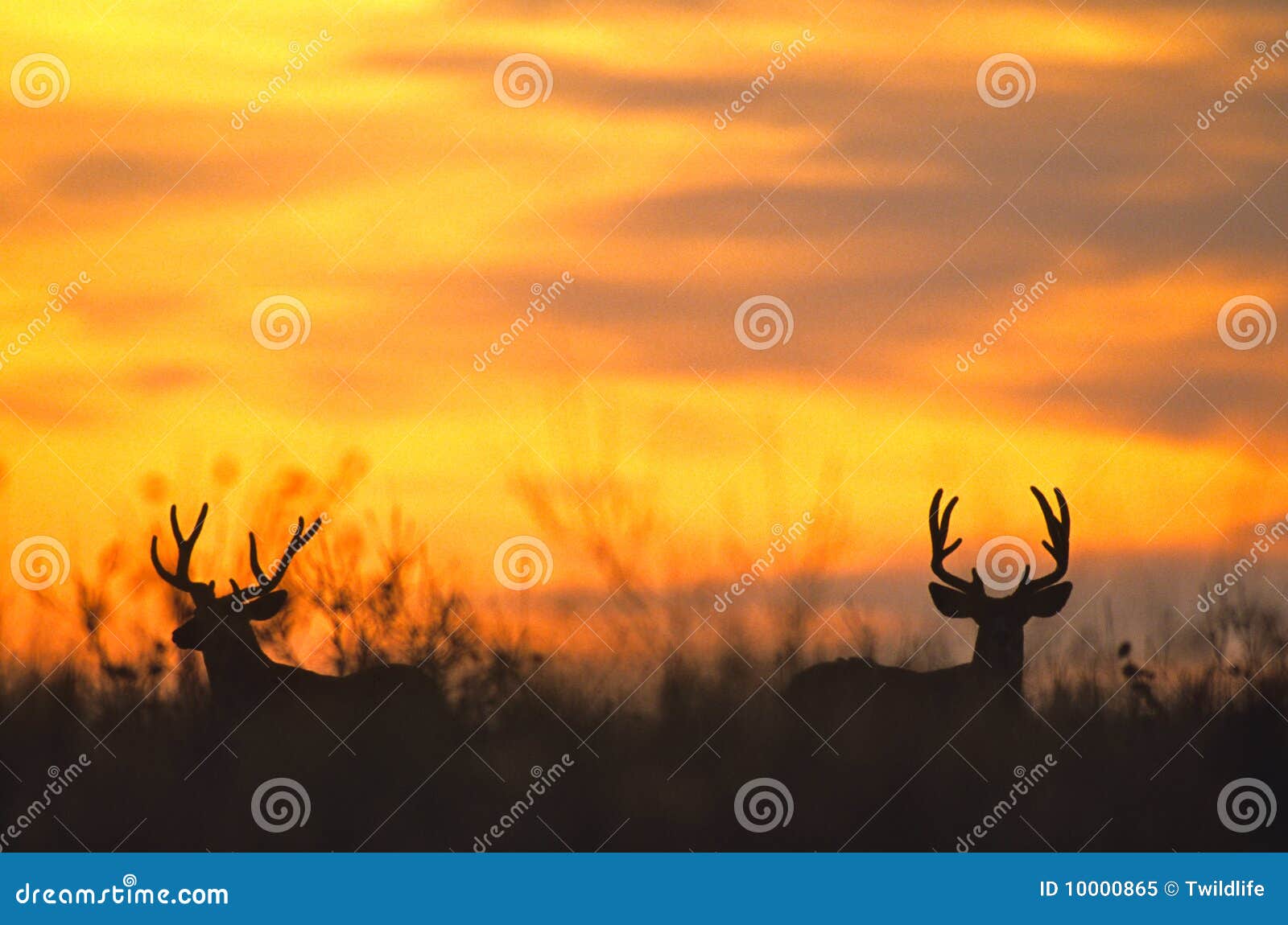 Mule Deer Bucks Silhoutted in Sunset Stock Image - Image of mule, fall ...