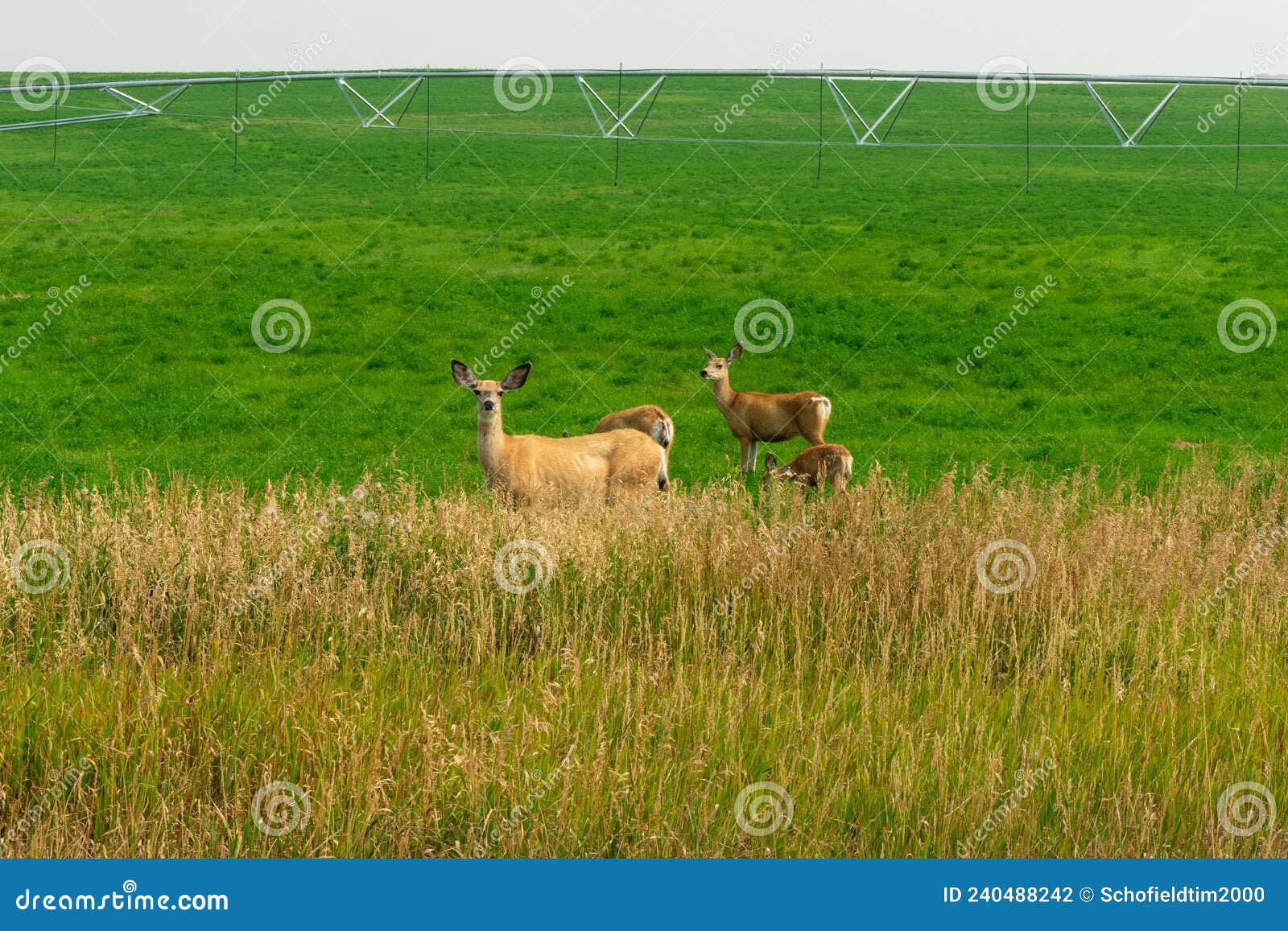 Mule Deer in Buffalo, Wyoming Stock Photo - Image of bighorn, grassland ...