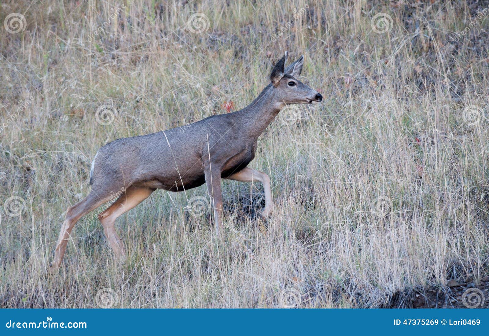 Mule Deer Climbing Up a Hill Stock Image - Image of animal, horizontal ...