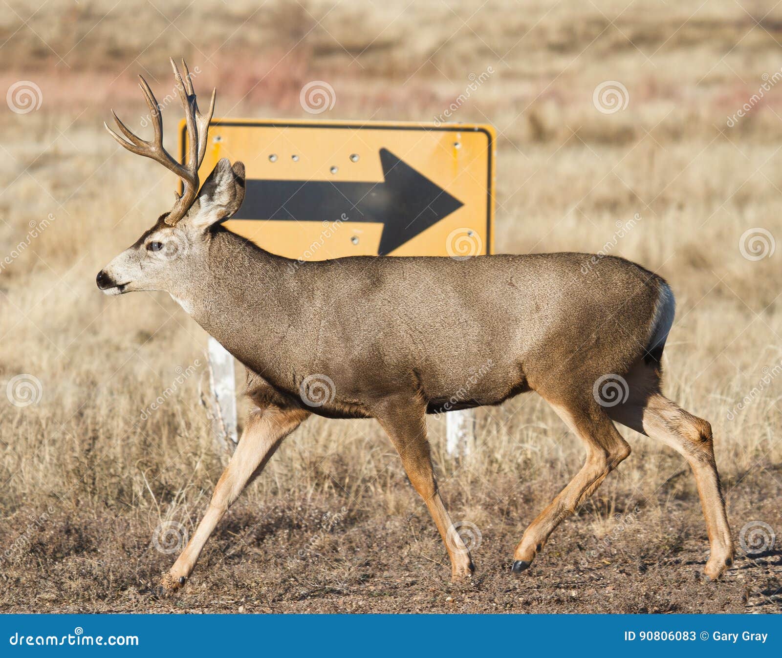 Mule Deer in Colorado stock image. Image of cold, mountains - 90806083