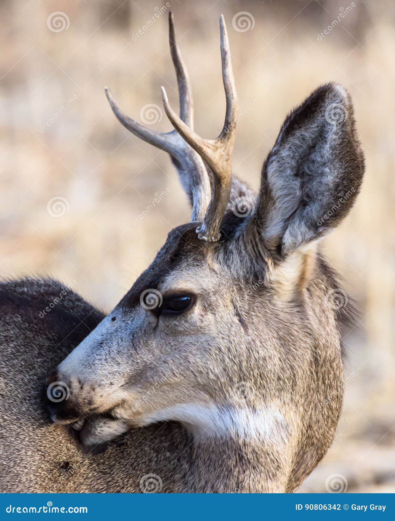 Mule Deer in Colorado stock photo. Image of grass, horns - 90806342