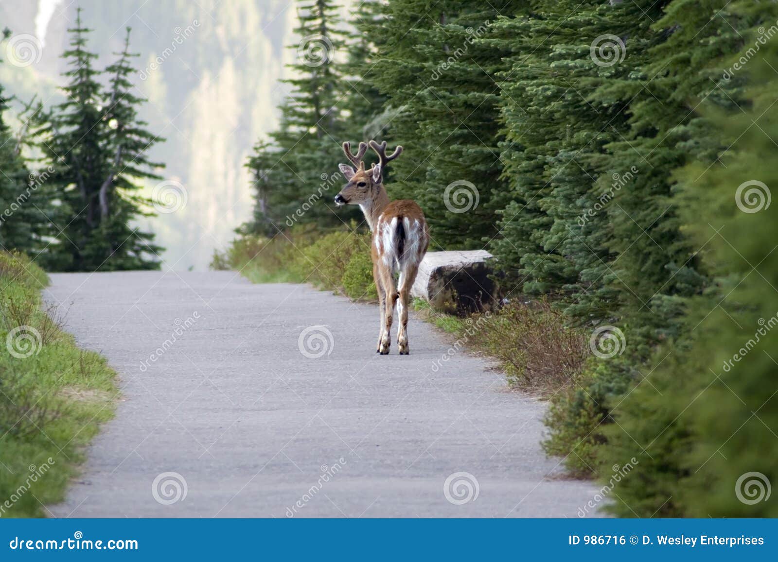 Mule Deer on Countryside Road Stock Photo - Image of road, park: 986716