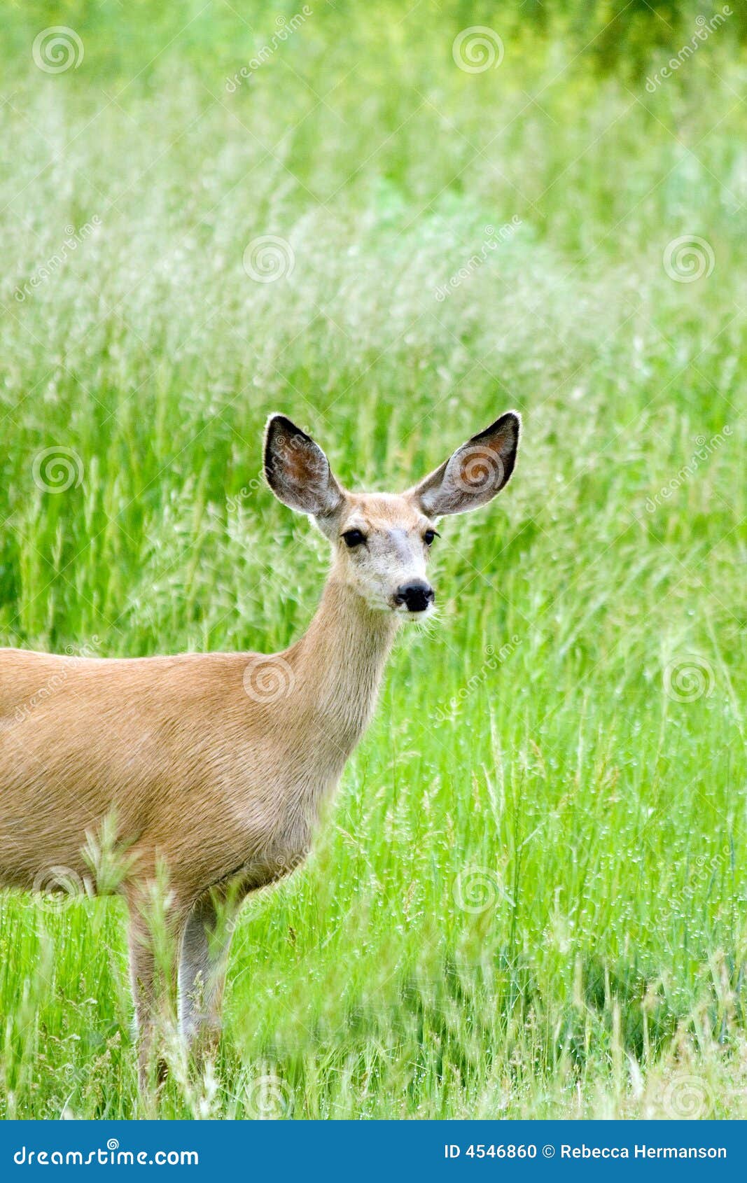 Mule deer doe stock photo. Image of female, grass, nature - 4546860