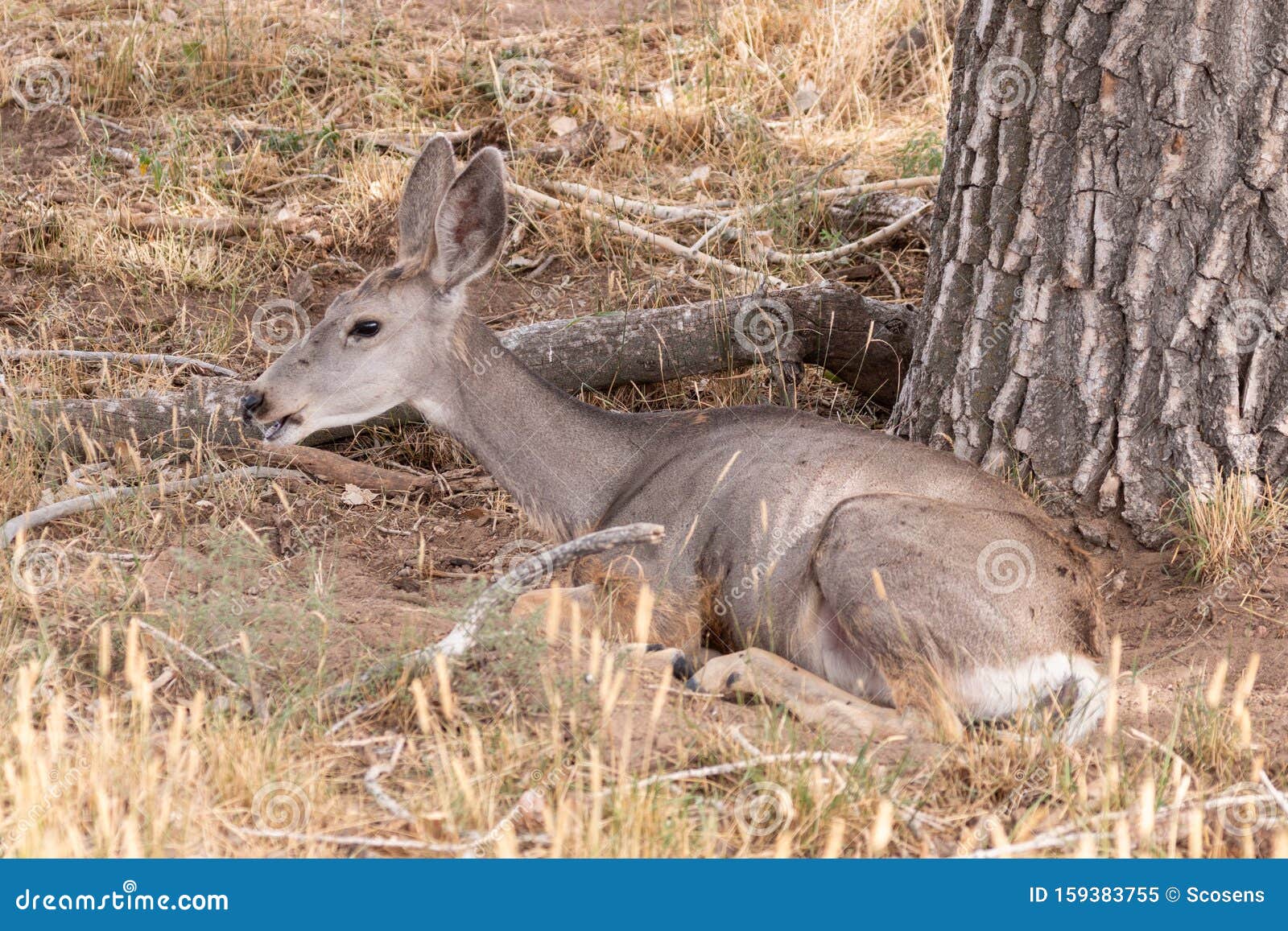 Mule Deer Doe Bedded stock image. Image of nature, mammal - 159383755