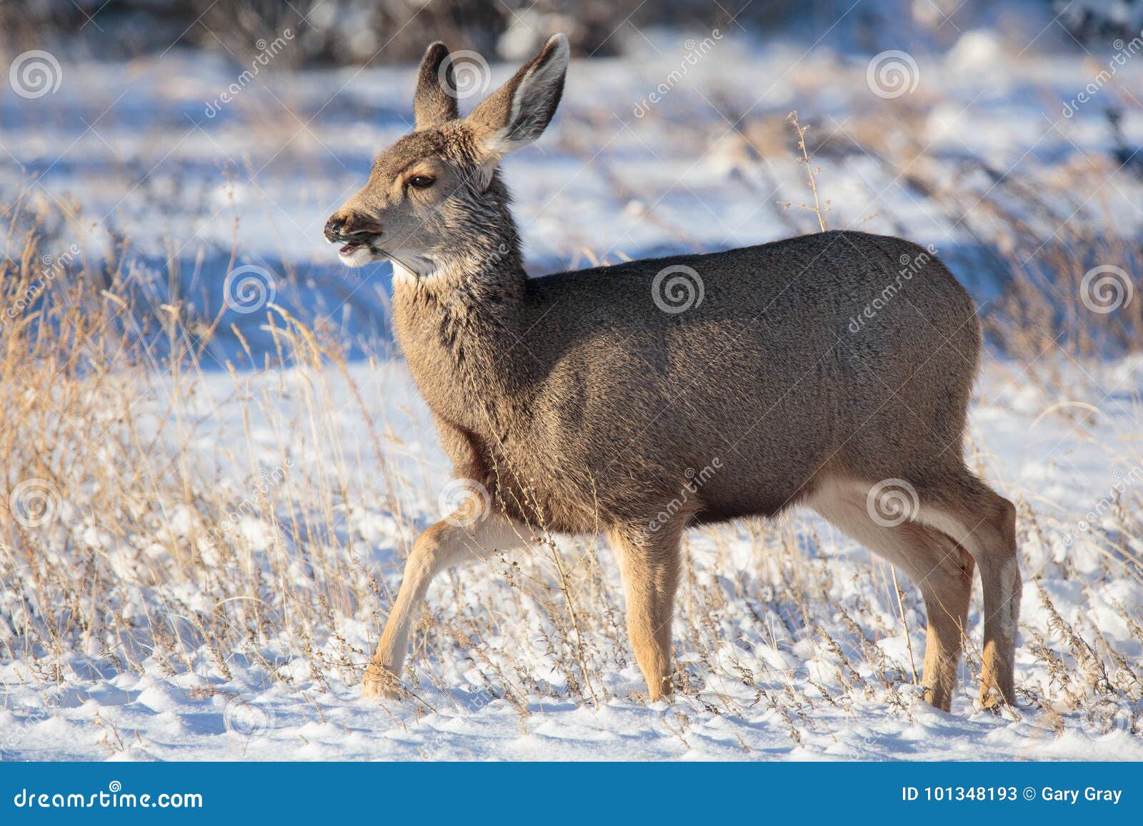 Mule Deer Doe Browsing in the Snow Stock Image - Image of bush, female ...