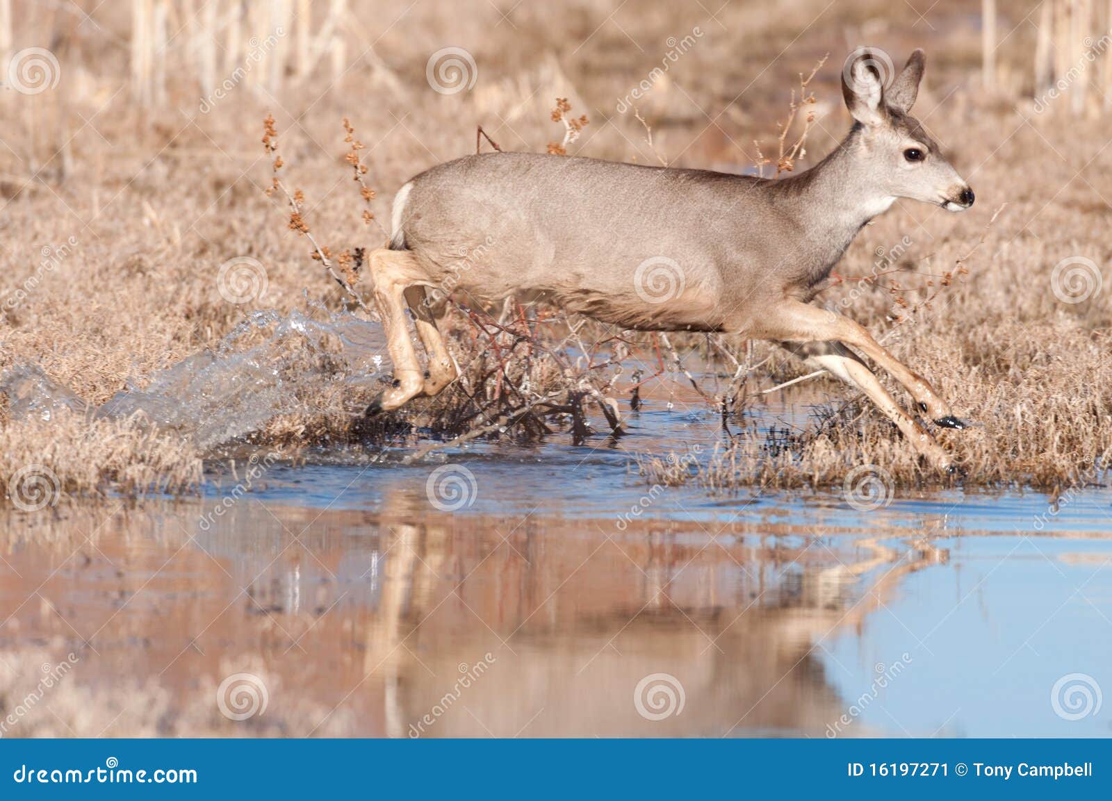 Mule Deer Doe Crossing Stream Stock Image - Image of apache, mammal ...
