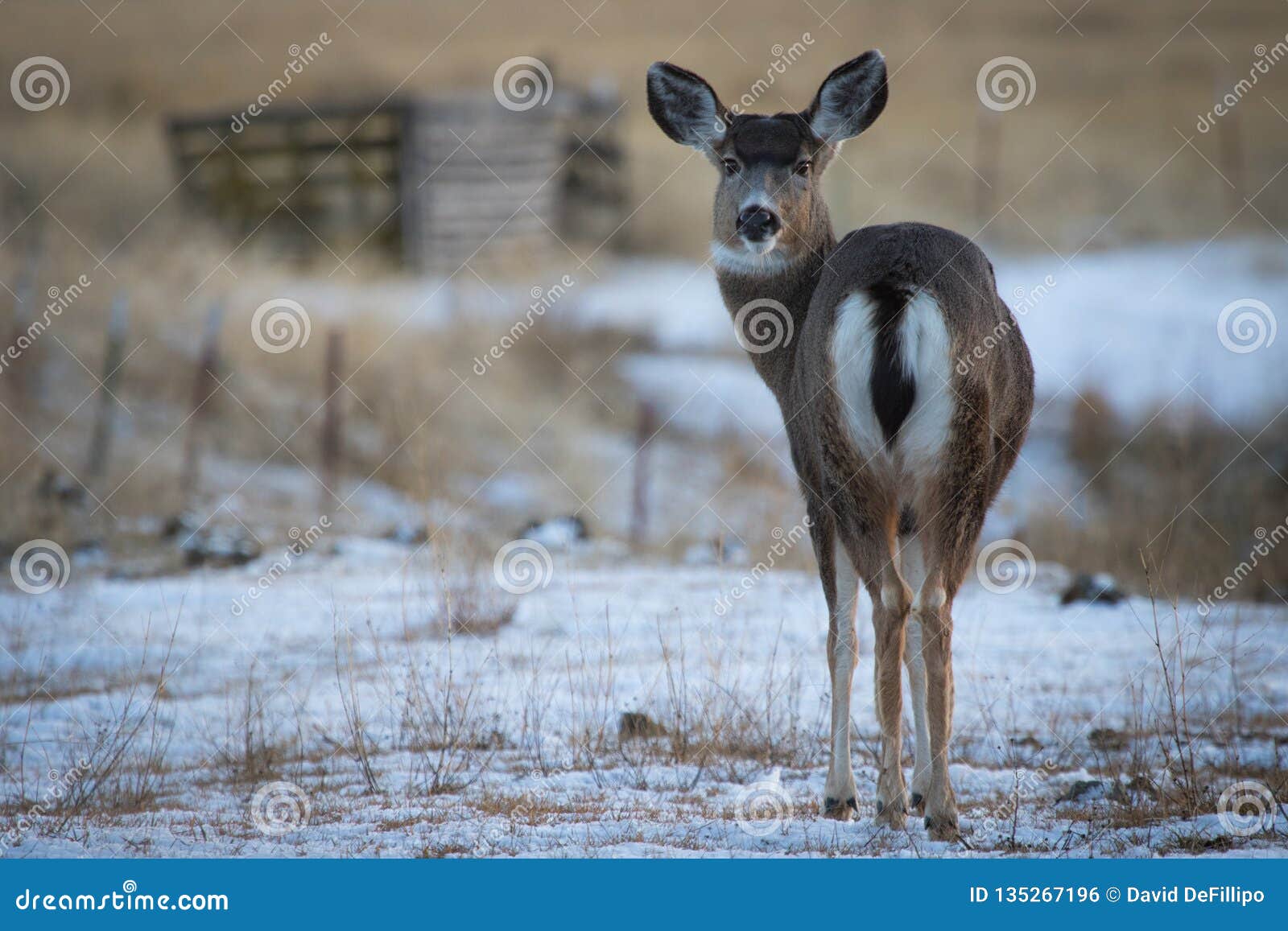 Mule Deer Doe Pictures