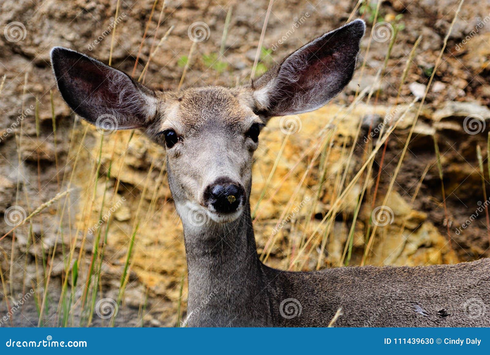 A Mule Deer Doe Looking at Us Stock Photo - Image of trails, deer ...