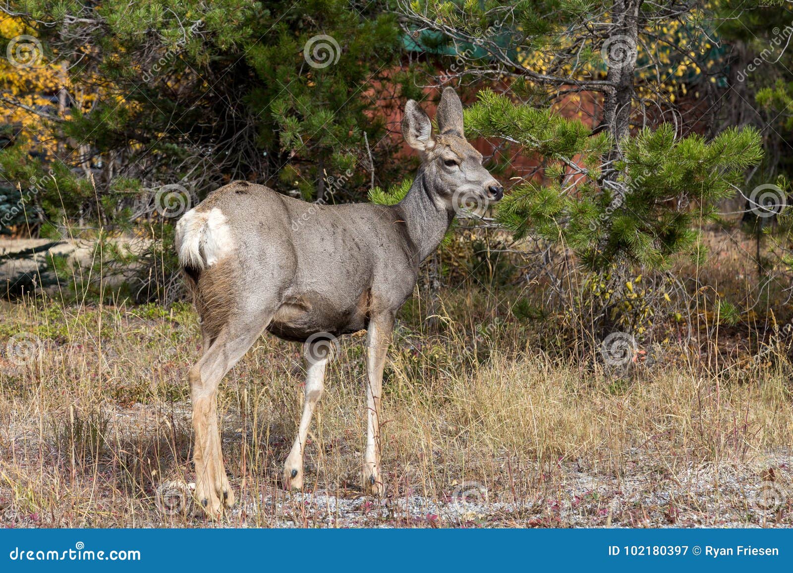 Mule Deer Doe stock image. Image of panorama, trees - 102180397