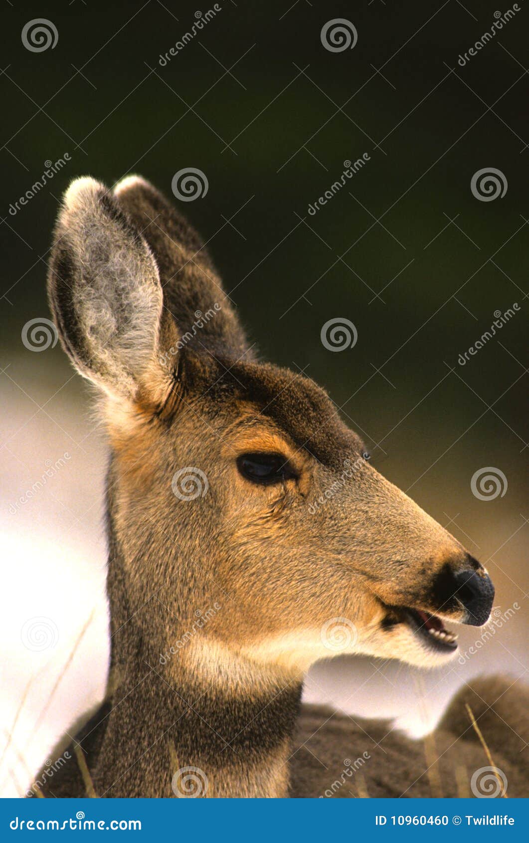 Mule Deer Doe Portrait stock photo. Image of nature, game - 10960460