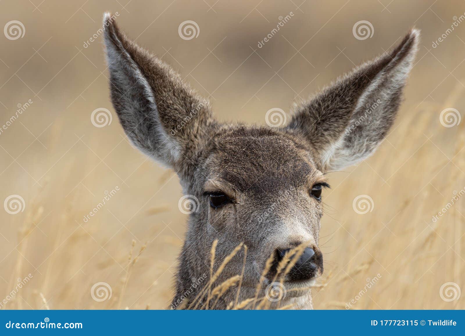 Mule Deer Doe Portrait in Fall Stock Image - Image of colorado ...