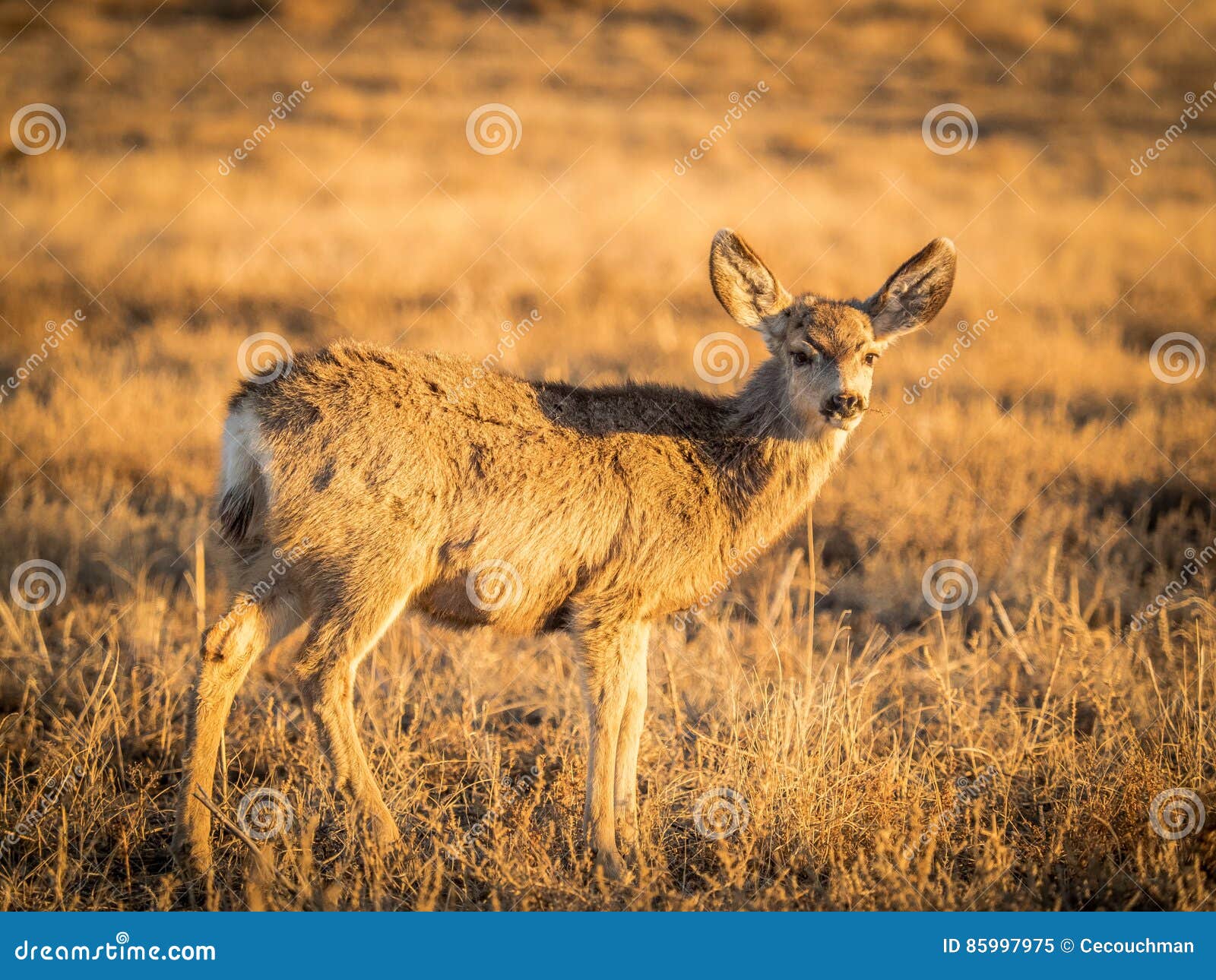 Mule Deer Doe in Prairie Grass Stock Image - Image of afternoon ...