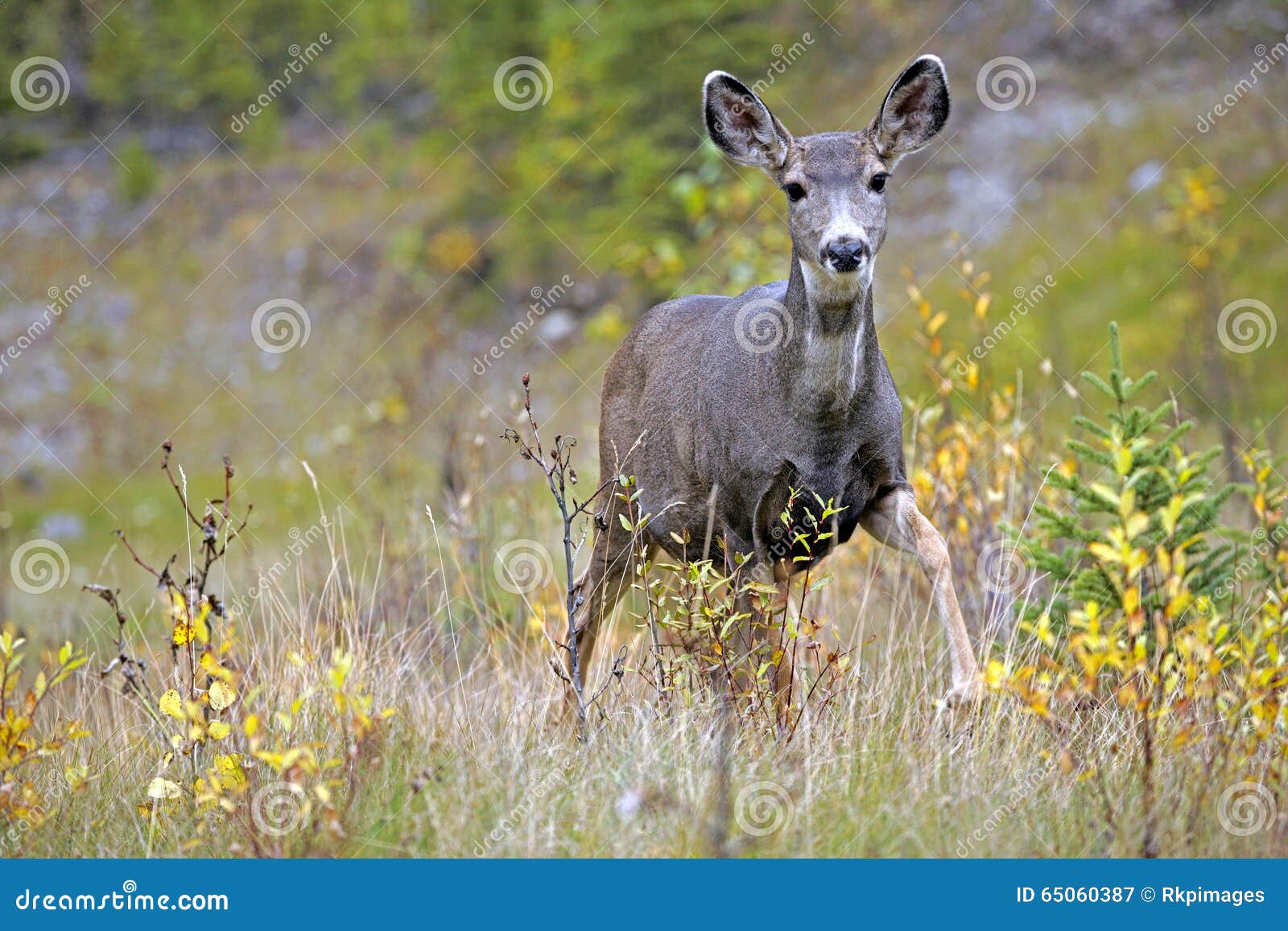 Mule Deer Doe stock image. Image of mammals, season, hemionus - 65060387