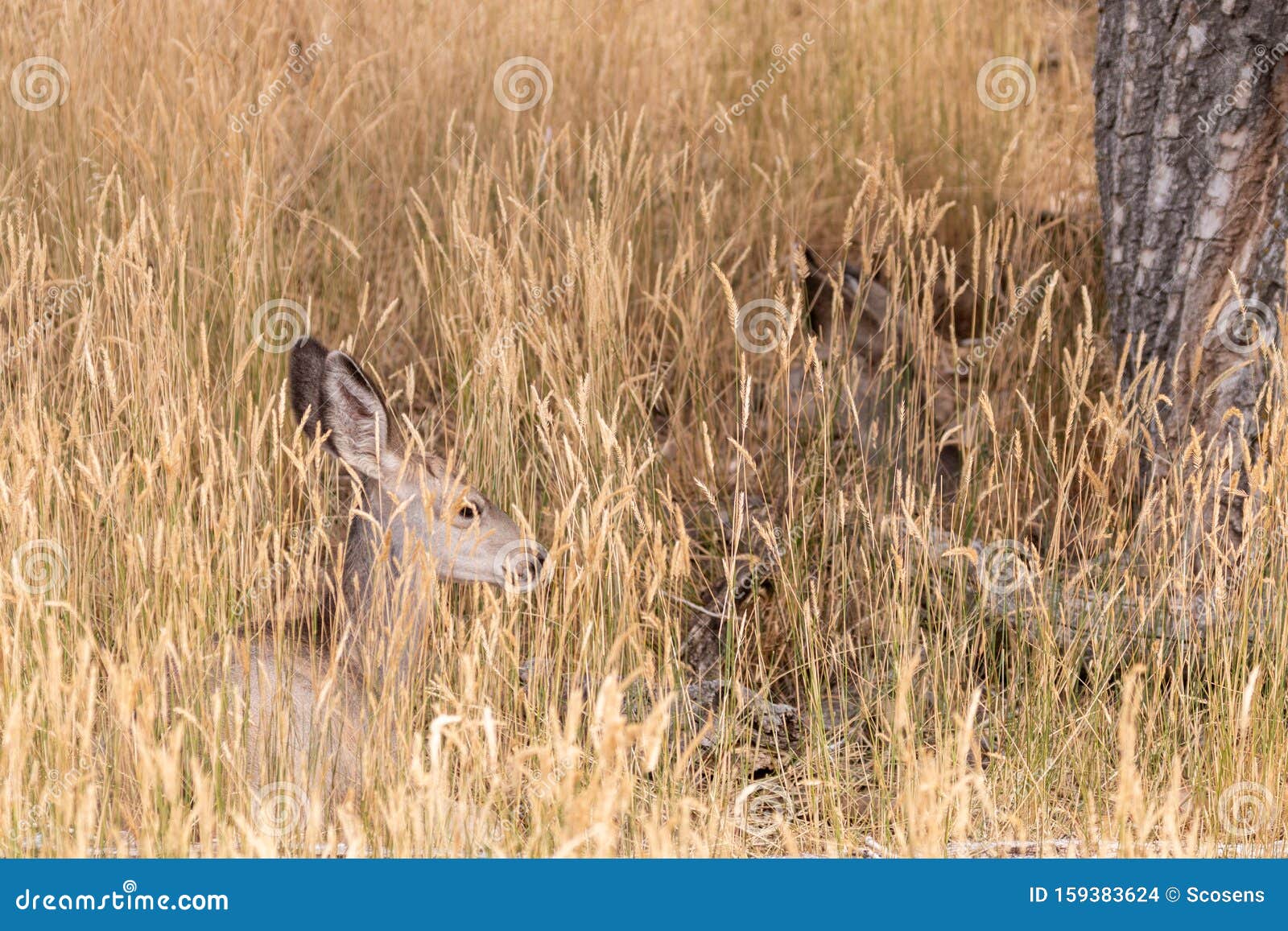 Mule Deer Doe in Tall Grass Stock Photo - Image of deer, mammal: 159383624