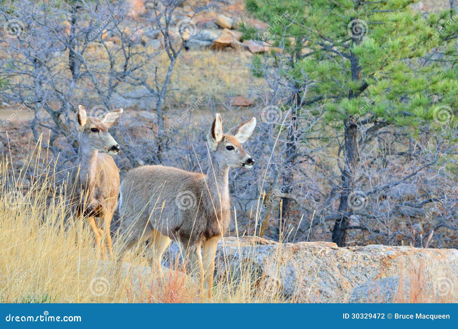 Mule Deer Doe with Yearling Stock Photo - Image of nature, thicket ...
