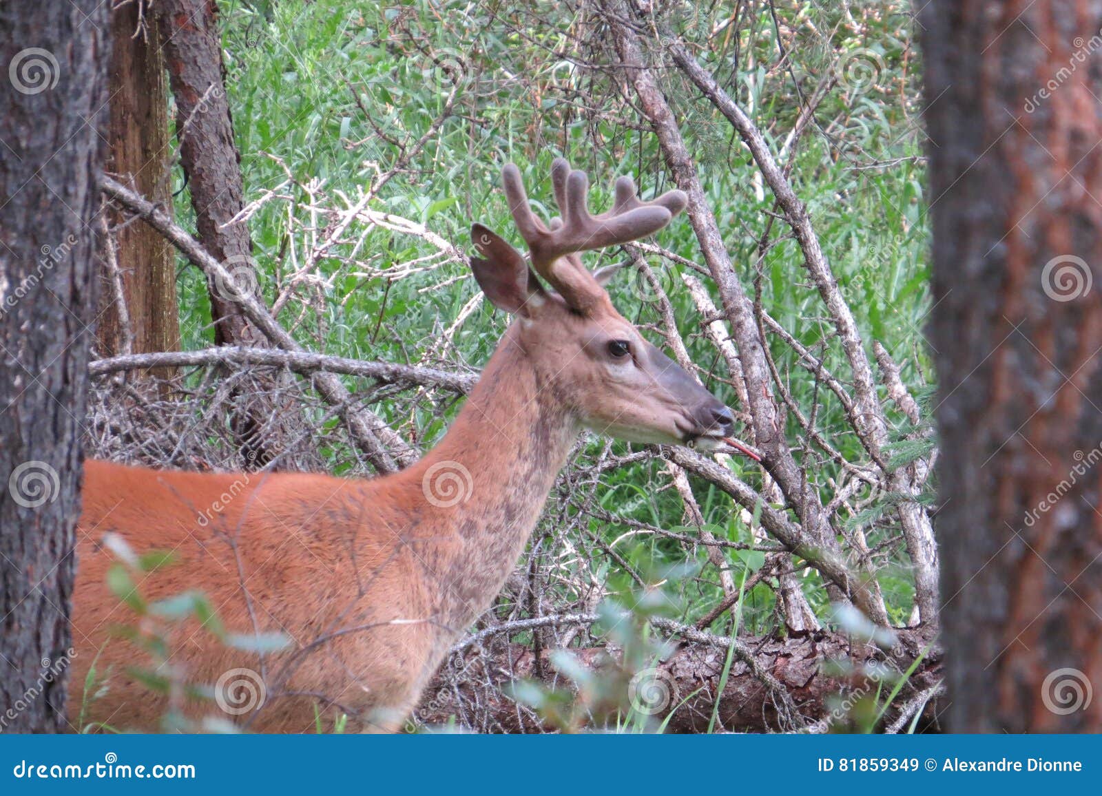 Mule deer stock image. Image of nature, deer, native - 81859349