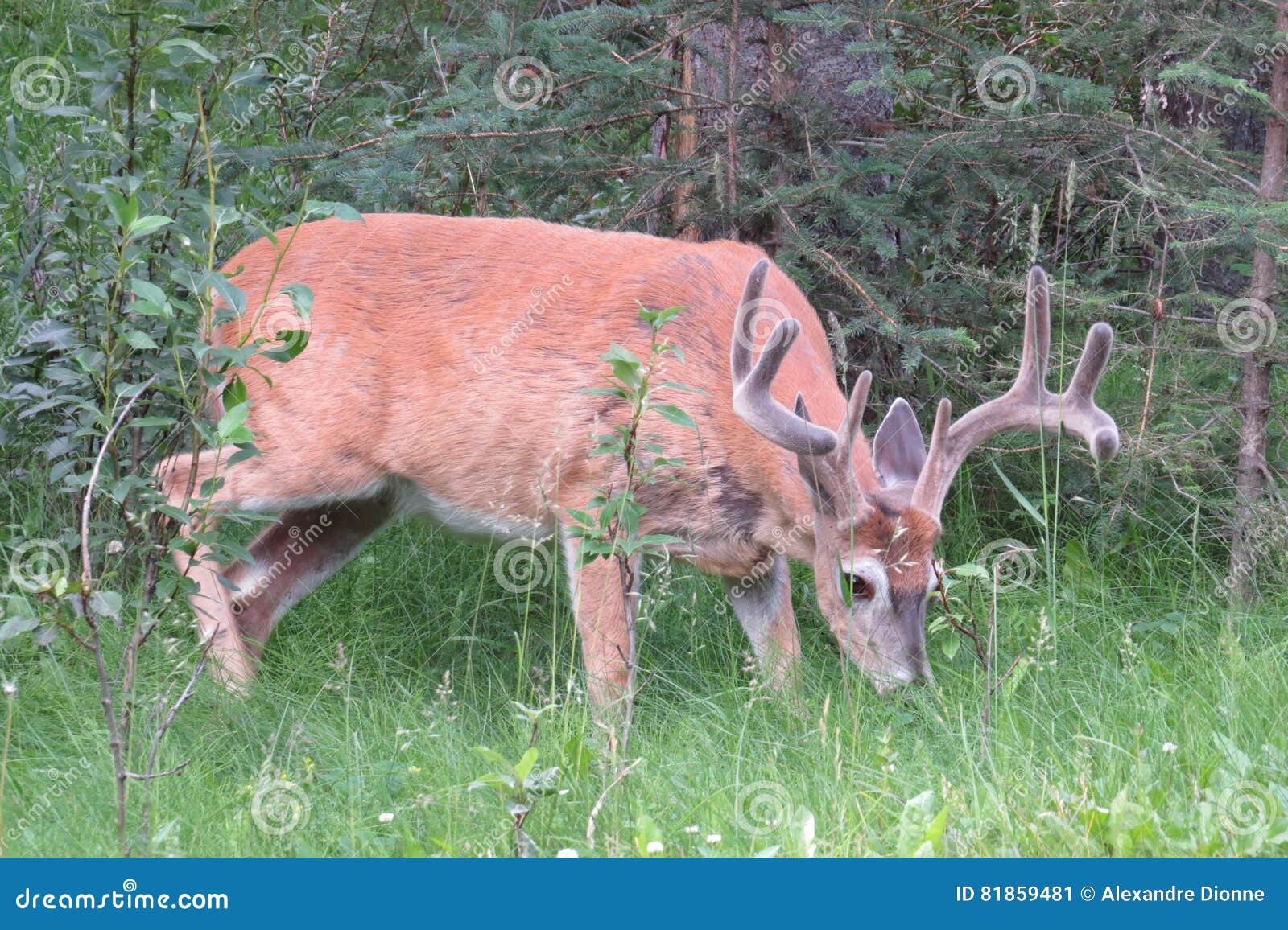 Mule deer stock image. Image of deer, national, environment - 81859481